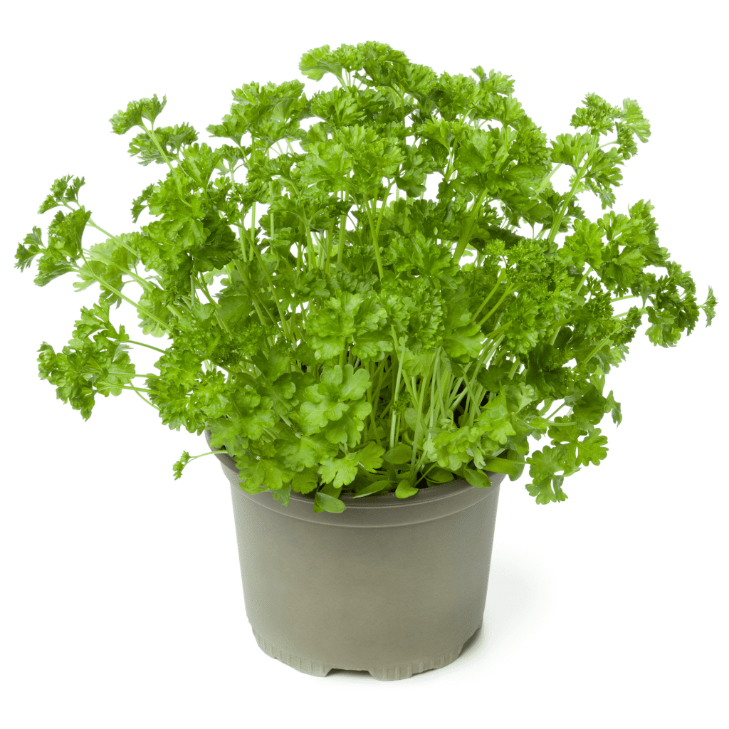 Persil frisé en pot – Fruits, Légumes & Produits locaux